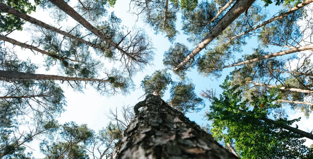 Co-Development Ventures